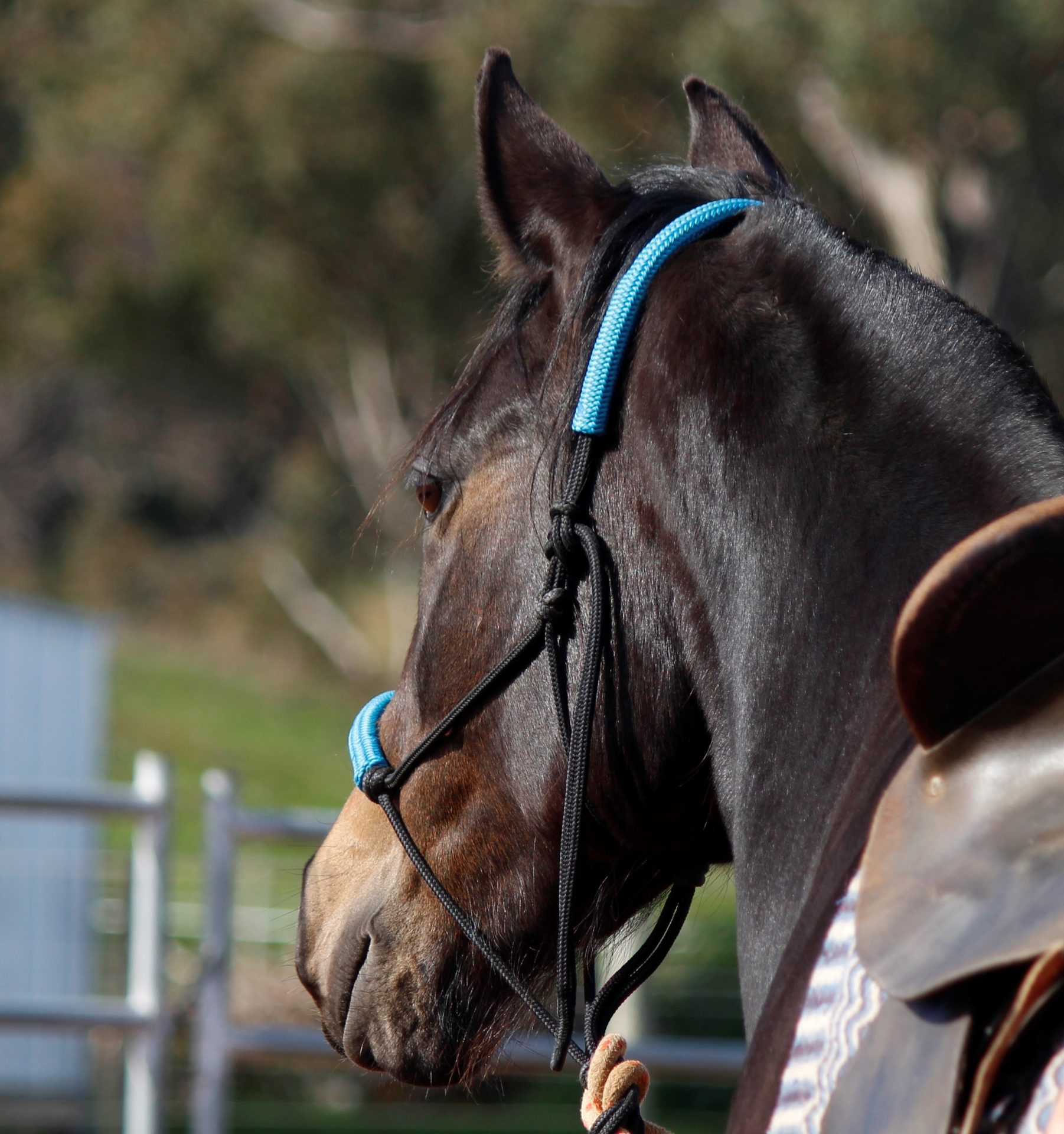 Horse rope halter Padded Rope Halter