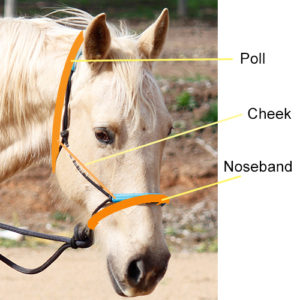 Horse rope halter Padded Rope Halter
