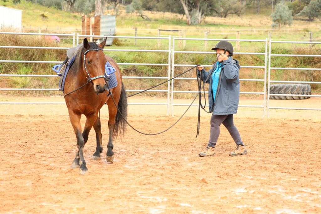 Buy Horse long reins Long reins Mark Langley Horsemanship